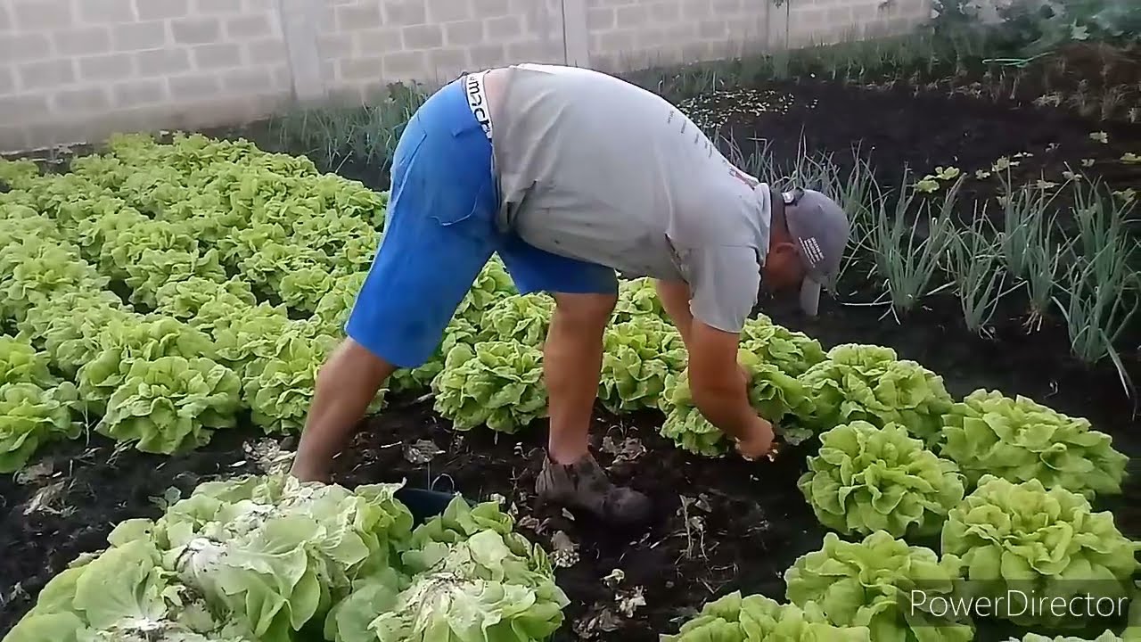 FAZENDO A COLHEITA DAS VERDURAS EM MINHA HORTA! - Hortaliças Azeredo ...