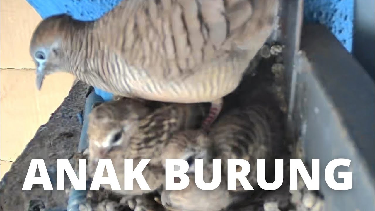 Perkutut Malaysia || Burung Merbok Asli || Bird Family - YouTube