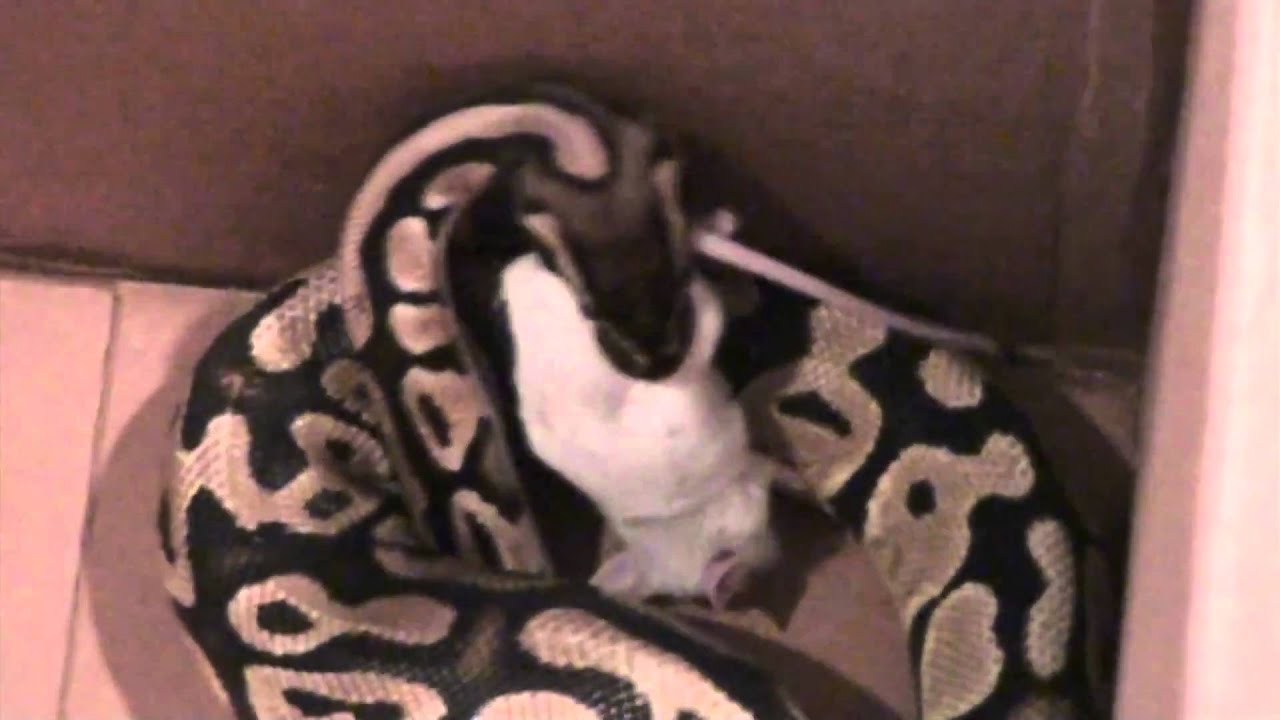 Discovery Sundays- Mouse vs. Snake - YouTube