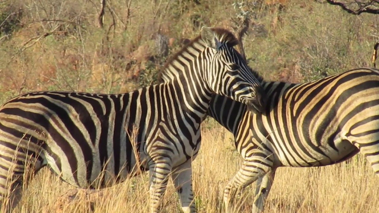 Kololo Game Reserve: Team Effort Zebra Grooming - YouTube