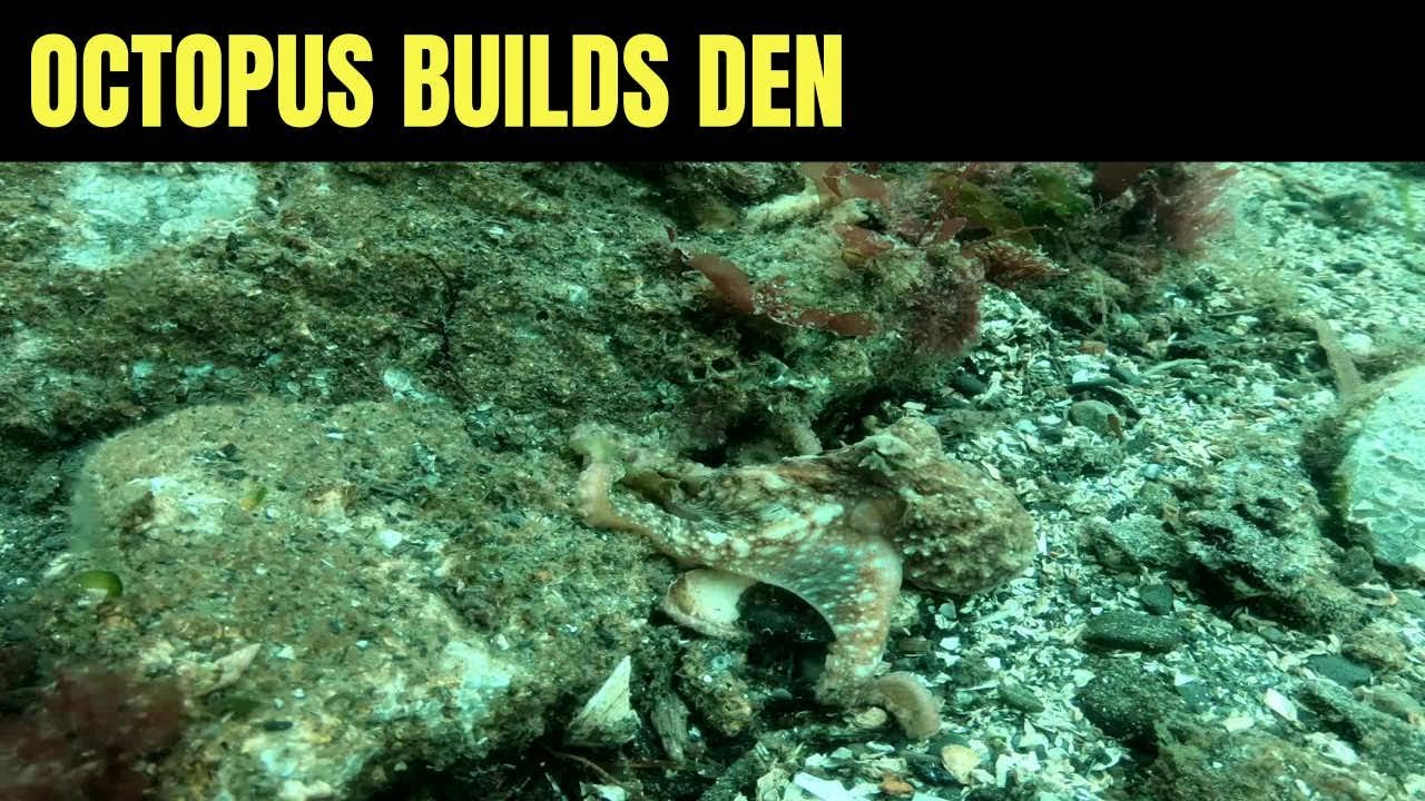 Octopus Builds Den 2 | Salish Sea Marine Wildlife - YouTube