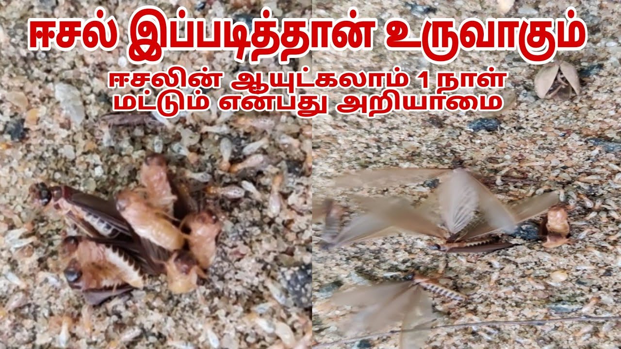 ஈசல் உருவாகும் அழகு / Easal / Esal / Eesal insects - YouTube