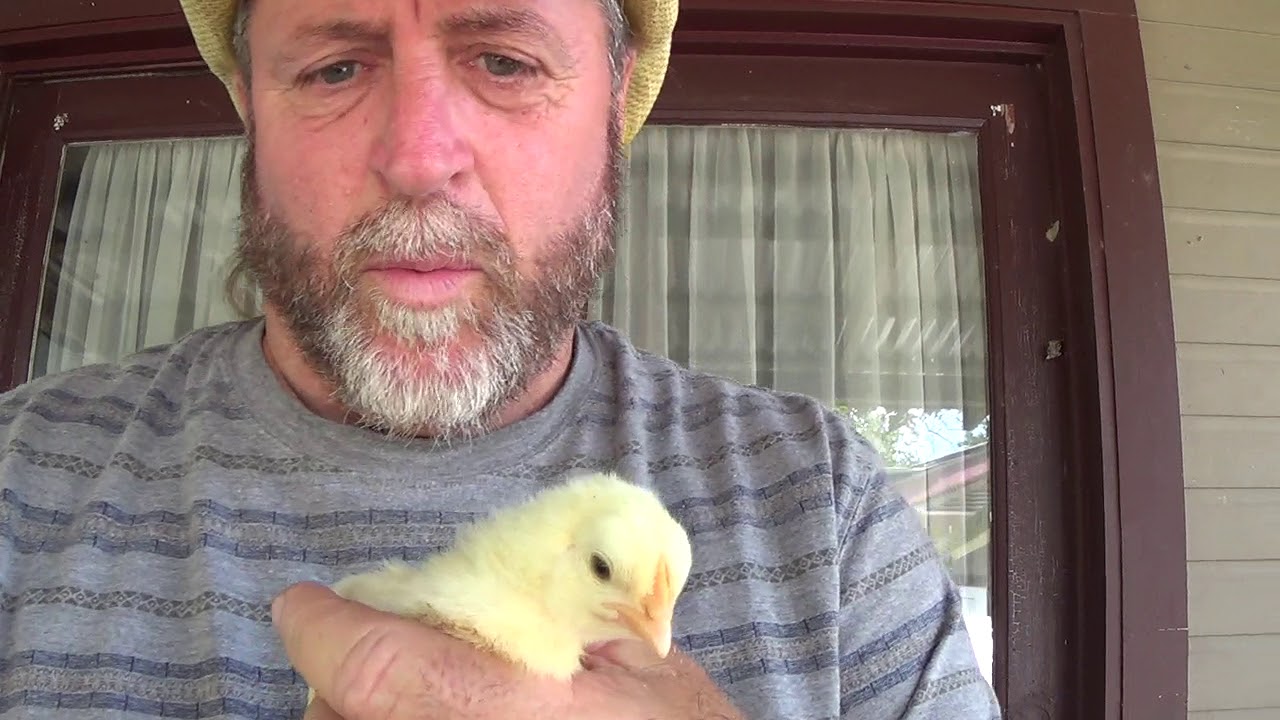 Episode42 - 9 day old meat chickens weigh in at 7oz !!! - YouTube