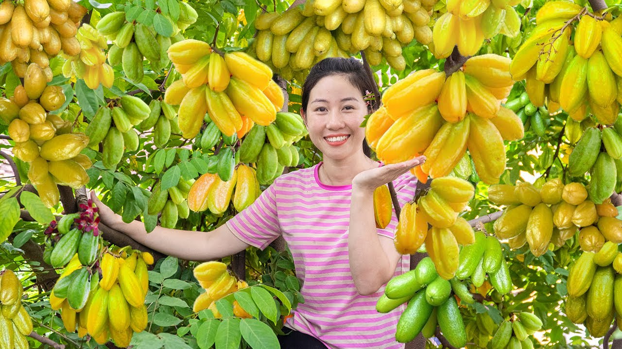 Harvesting Chinese Star Fruit, Cook Traditional Braised Fish With Star ...