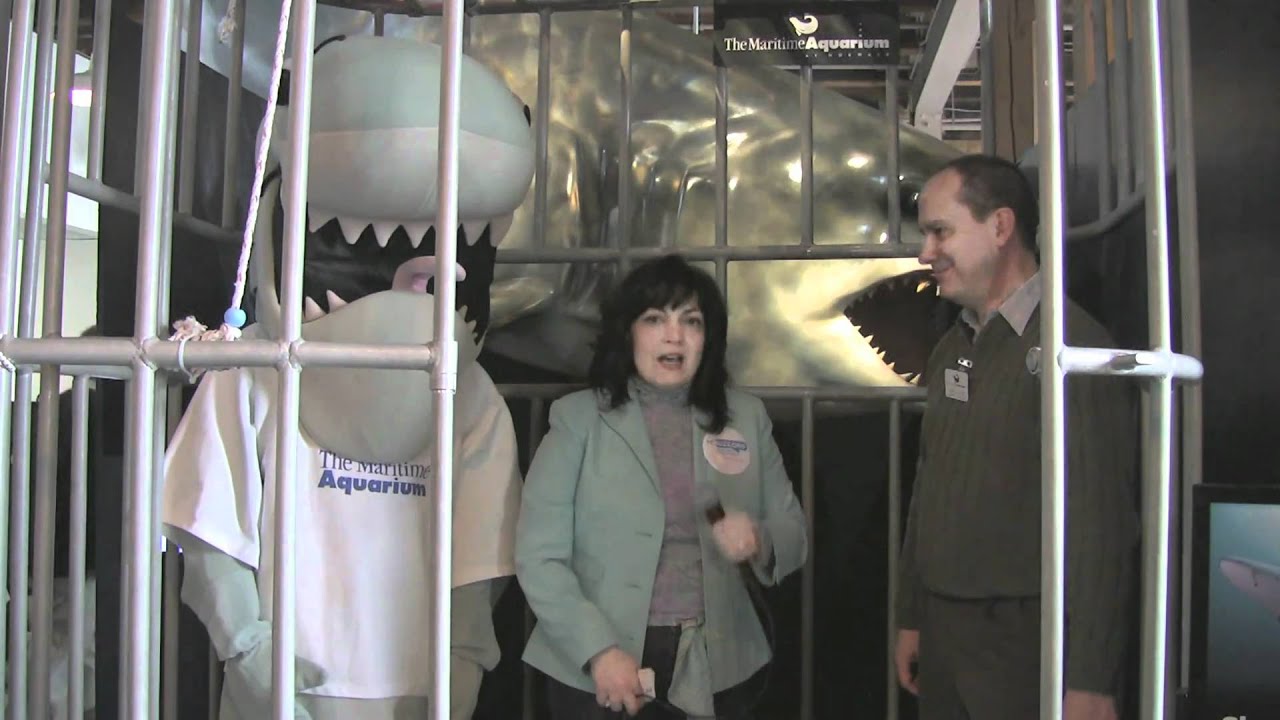 FCBuzz Goes Live Feeding the Sharks at the Maritime Aquarium - YouTube
