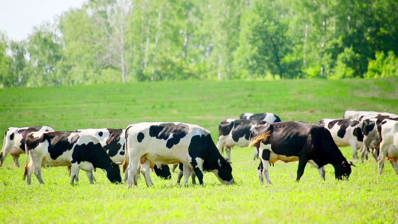 Best Cow - kərə yağları reklam filmi - Çığırtma - YouTube