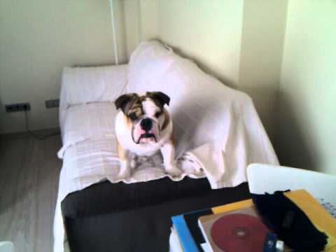 Big bad dog - YouTube