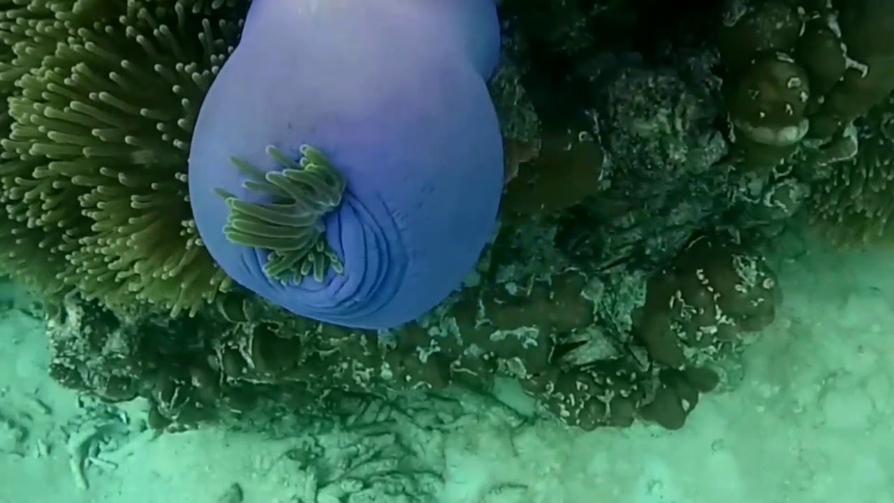 Marine Park (Payar Island)-Keindahan alam. - YouTube