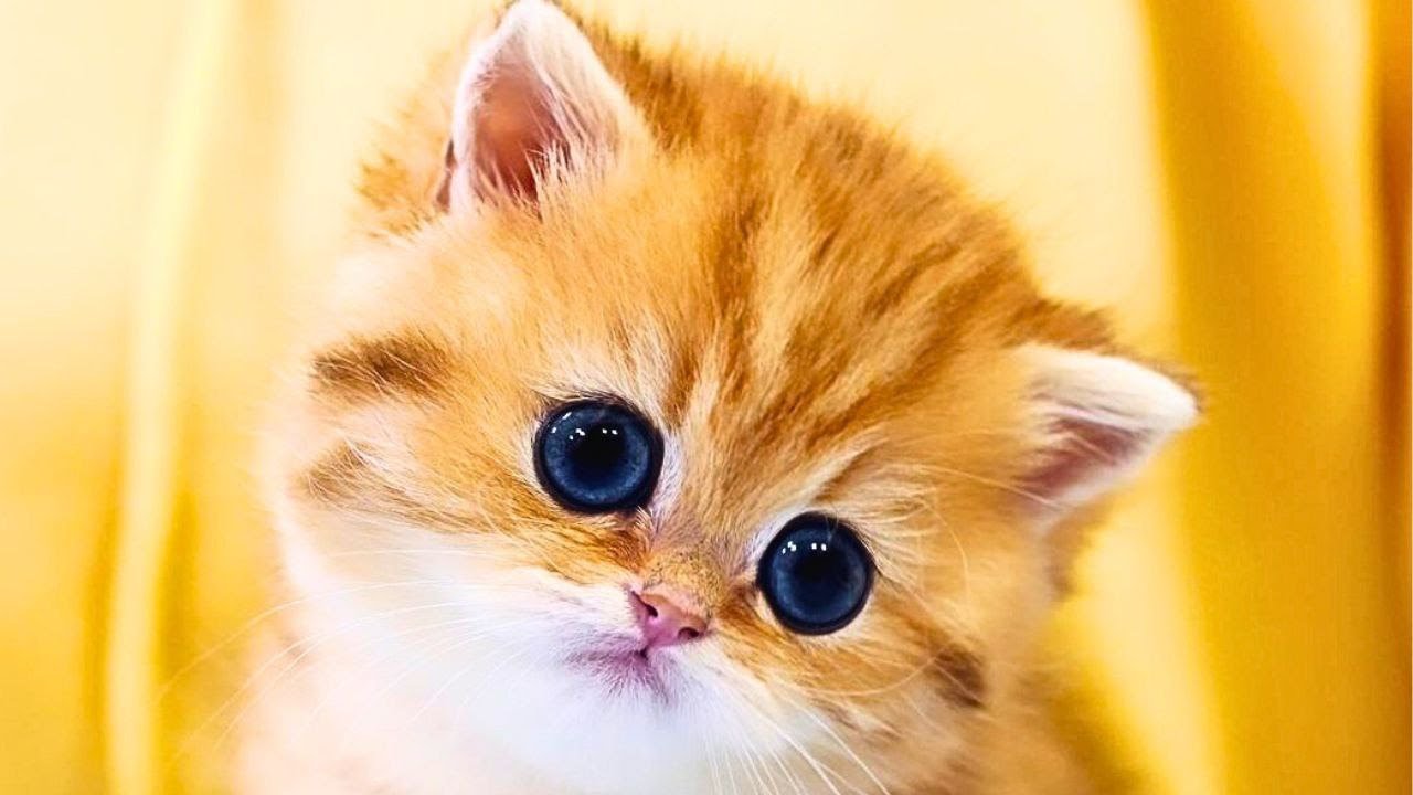 Hewan Lucu Didunia, Kucing Lucu cats doing cat things #funnyanimals # ...