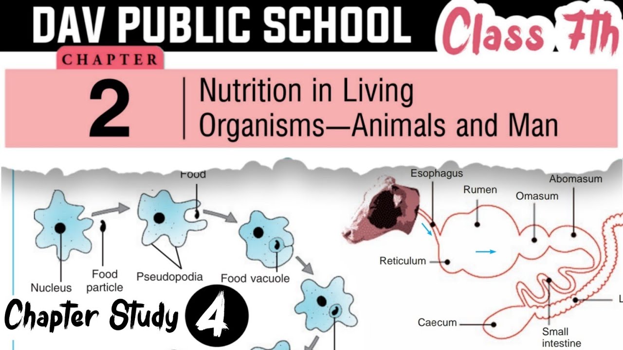 Chapter 2 Nutrition In Living Org Animals Class 7 DAV Science chapter-2-nutrition-in-living-org-animals-class-7-dav-science