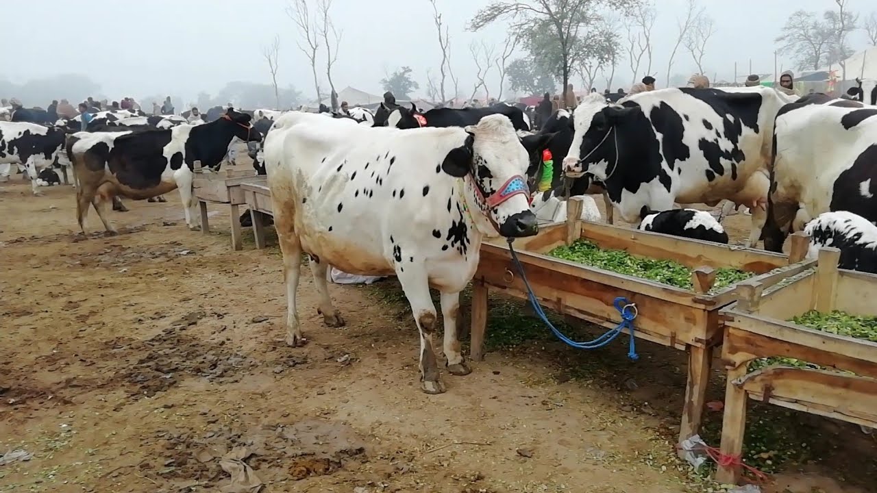 Information for beautifull cows all types in janwar mandi doli shaheed ...
