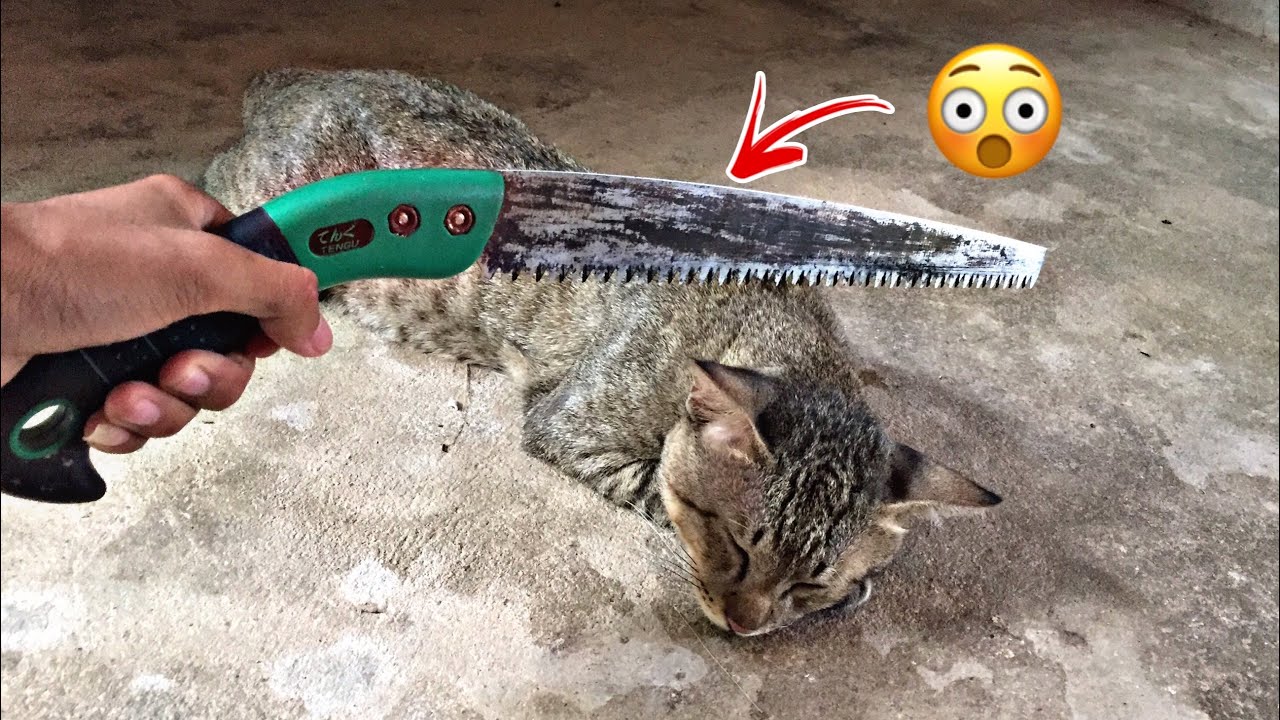 What a pity for the cat it cat poor cat very cute animal |Cat pich ...