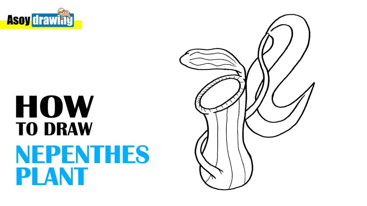 How to Draw Nepenthes Plant - YouTube