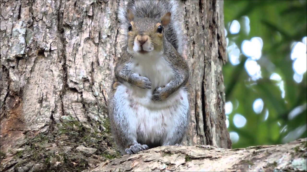 Squirrel Having A Cry Youtube