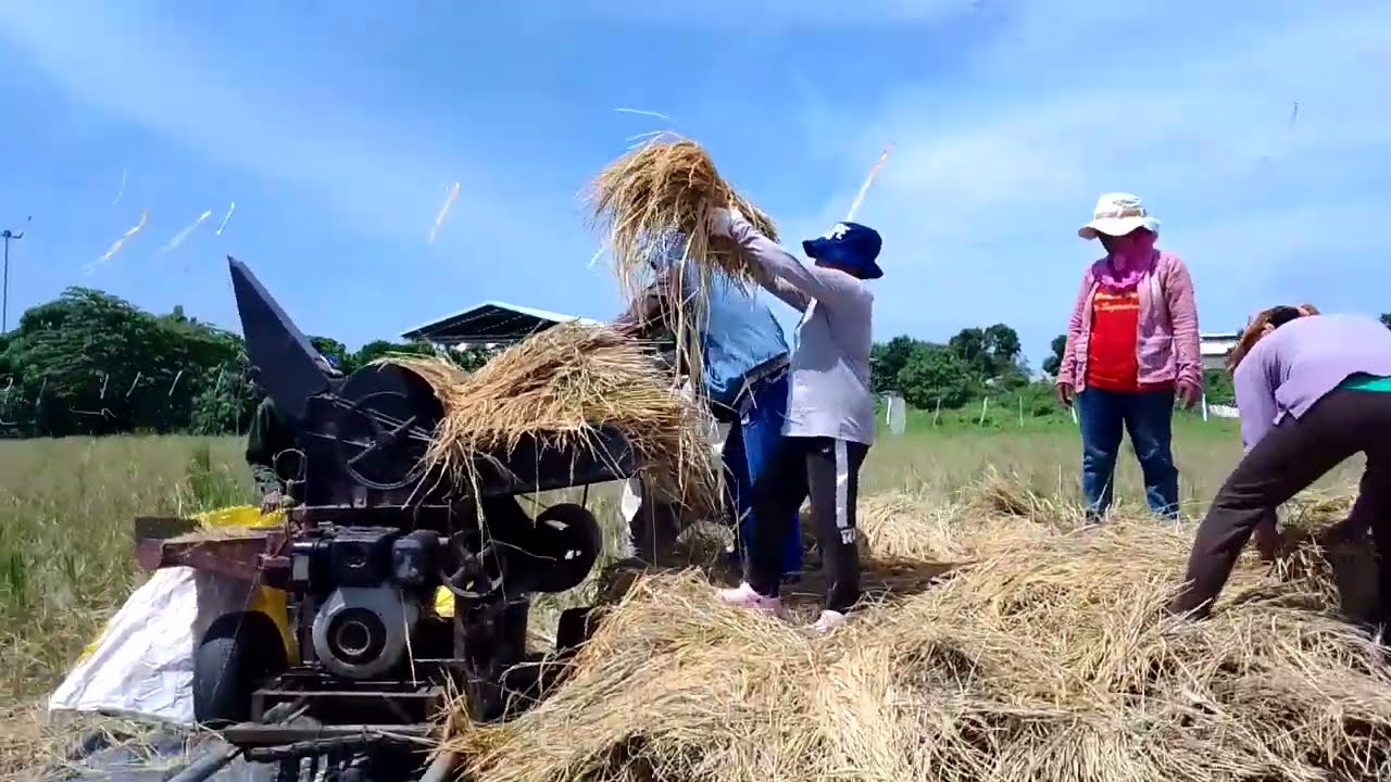 Tutulong Ako sa palayan/ mag tracer Ako Ng palay/pls watch until the ...