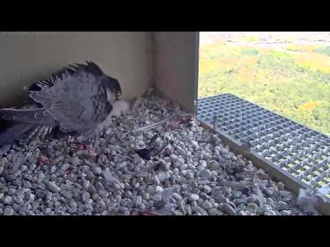 VM vertrekt,VV is binnen,wissel zonder prooi 2016 05 01 151207