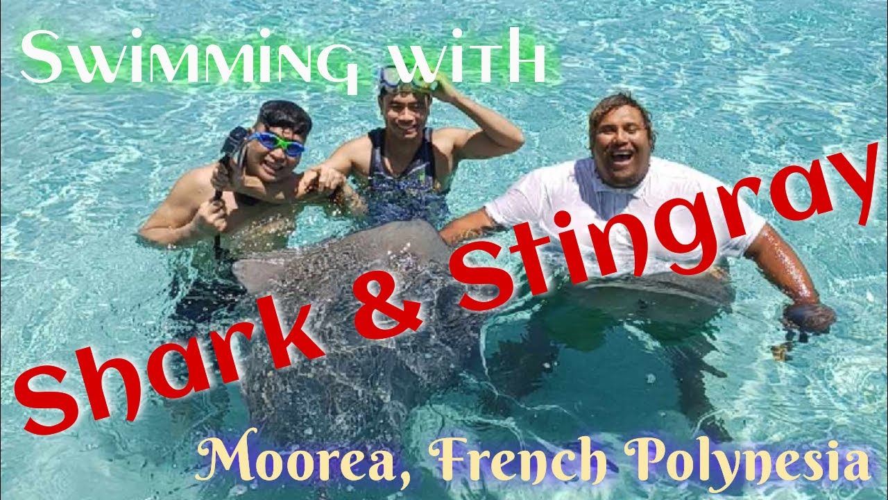 Moorea, French Polynesia.. Swimming With Shark and Stingray - YouTube