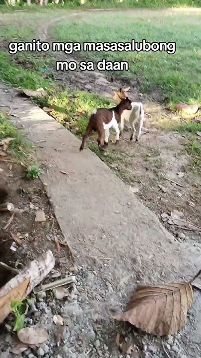 ganito ka mga cute ang masasalubong mo sa daan - YouTube