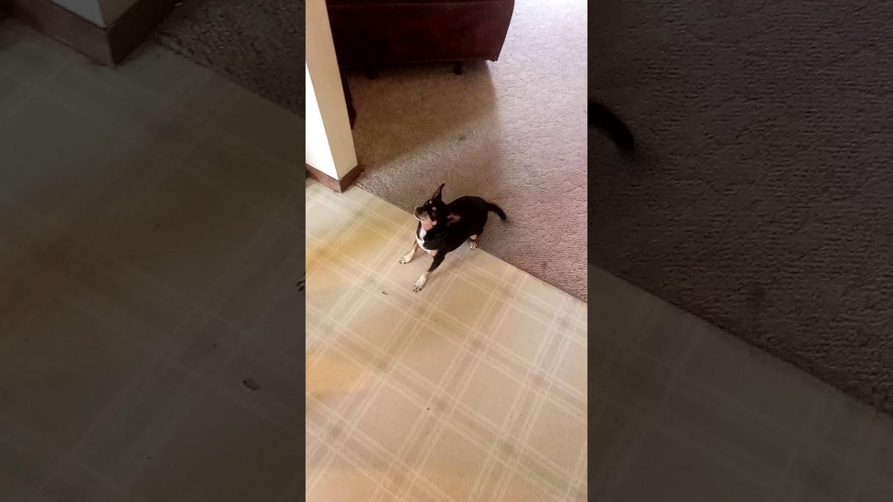 Bark dog meme - YouTube