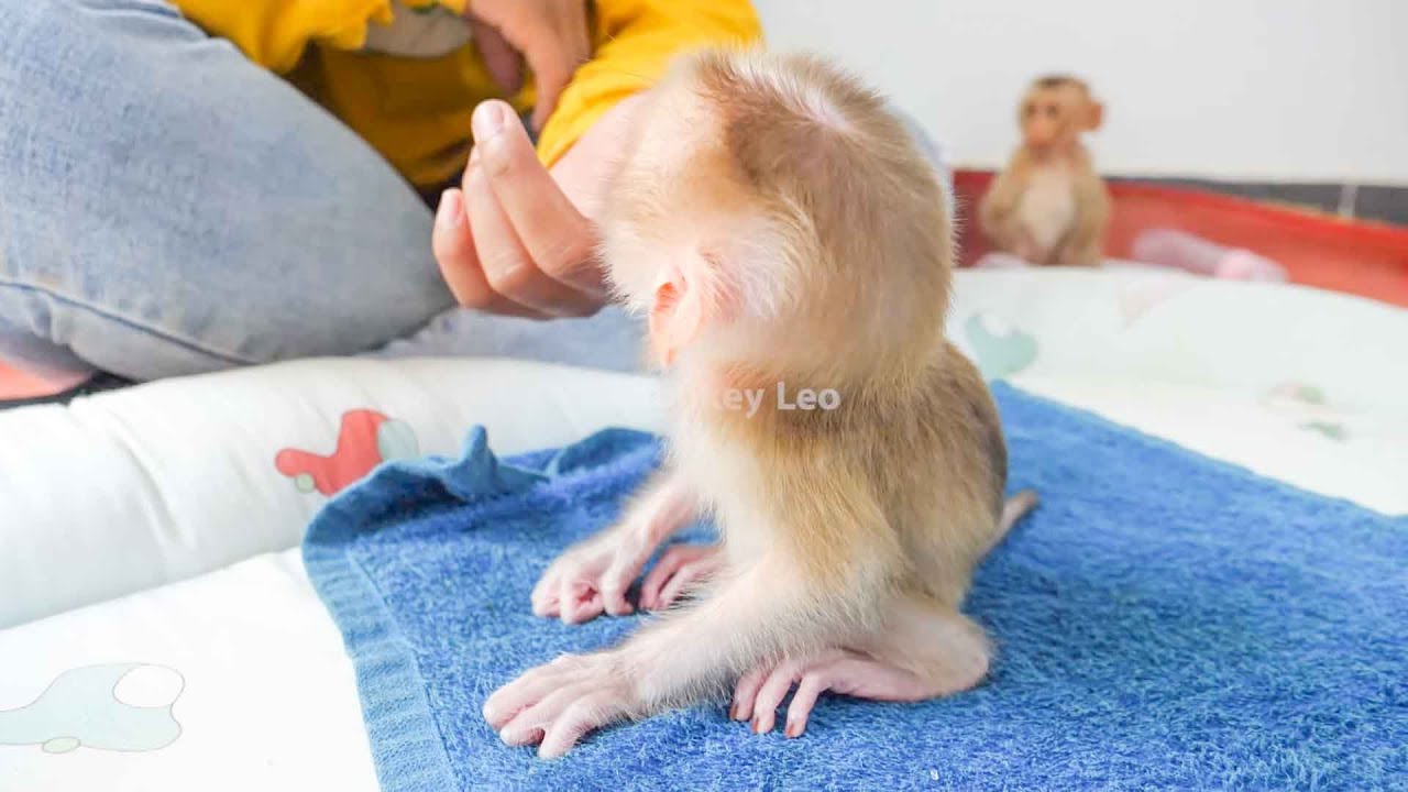 That's why we adopted the abandoned monkey - YouTube