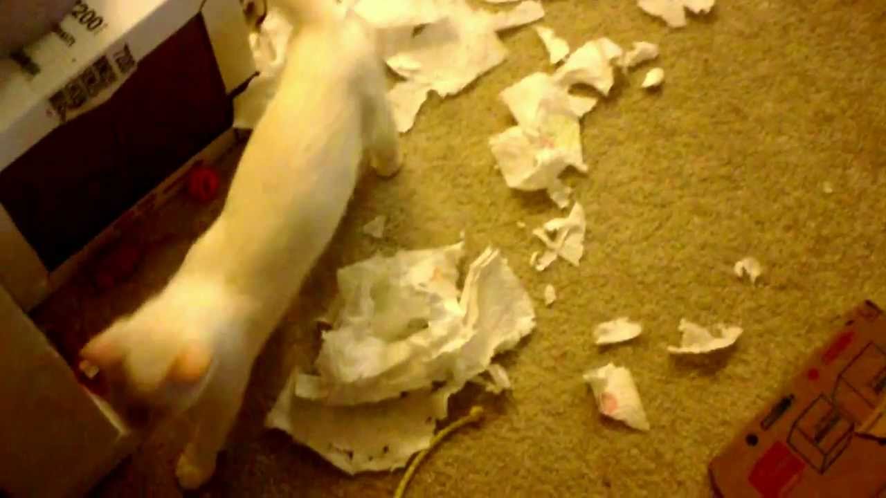 Dusty paper towel mess 2011 - YouTube