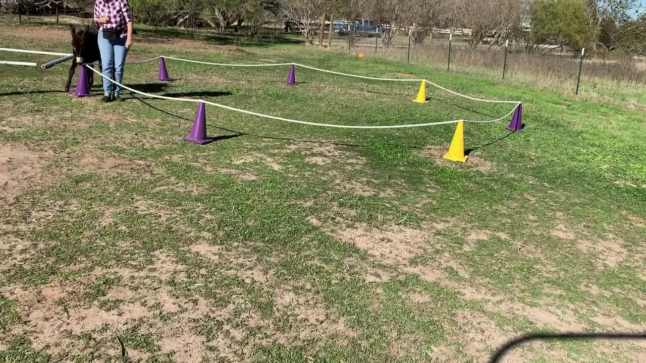 Lara Reverse Round Pen - YouTube