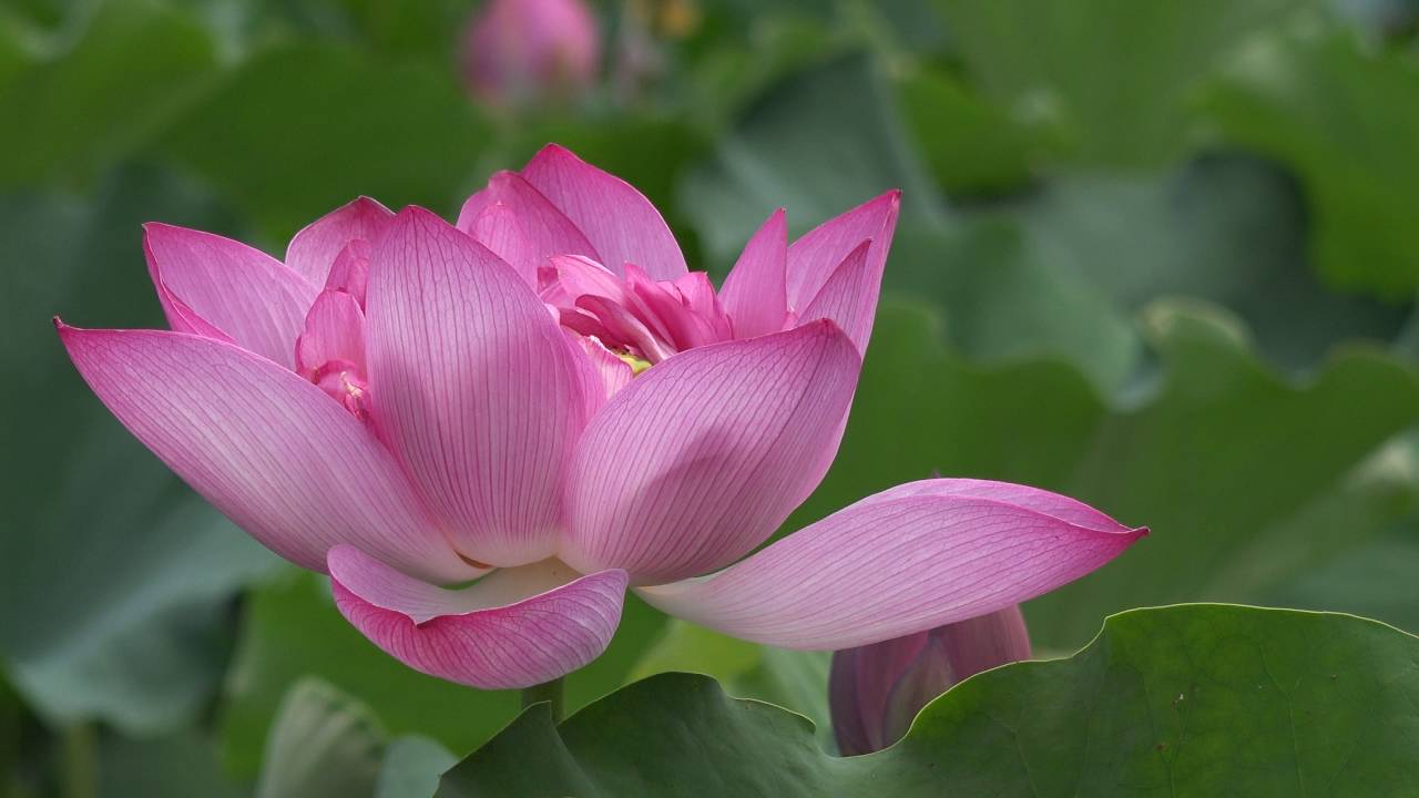 4K FOOTAGE - Lotas Flower - by SONY FDR-AX100 Sample stock video - YouTube