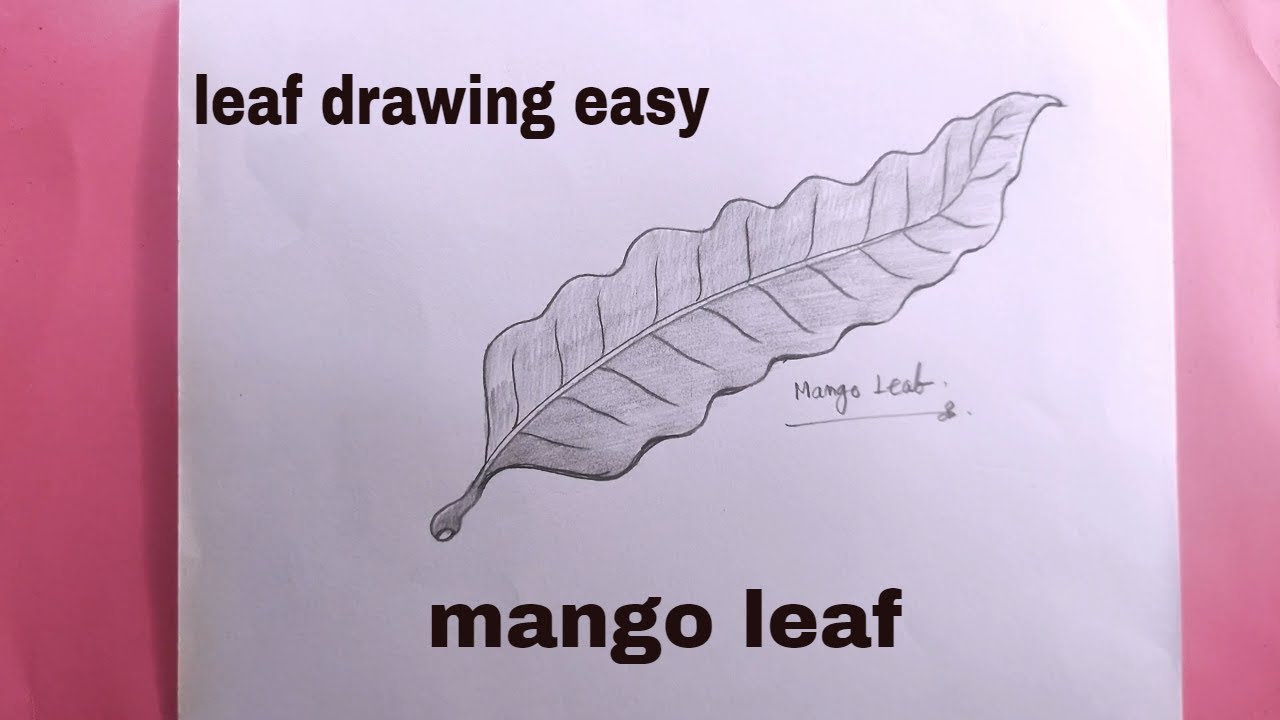Mango Leaf Drawing mango-leaf-drawing