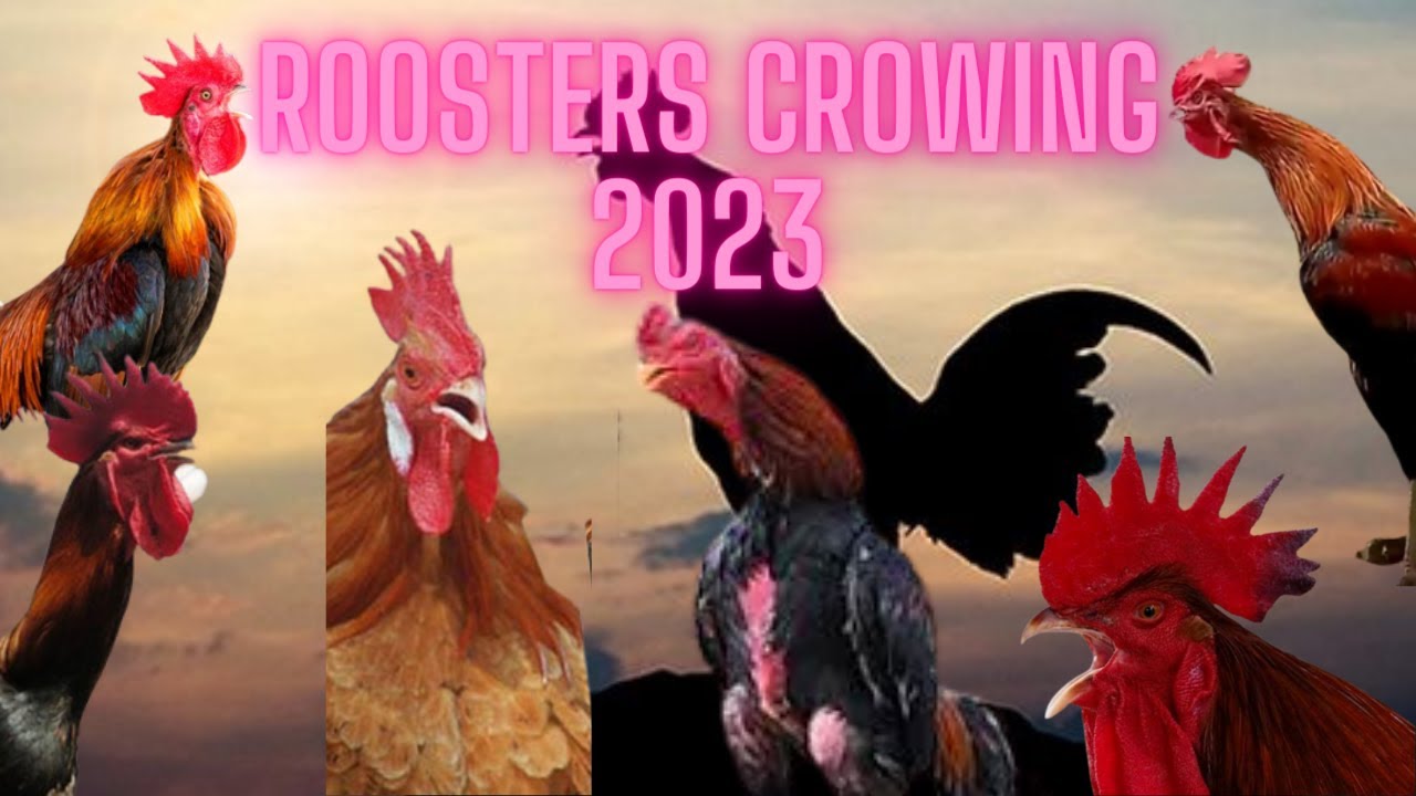 Rooster Crowing compilation 2023. Chicken sounds / chicken call ...