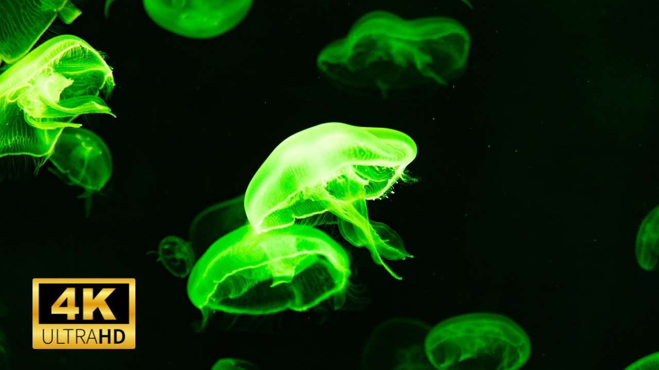 Jellyfish 4k Hdr video Amazing Sea Jelly Fishes - YouTube