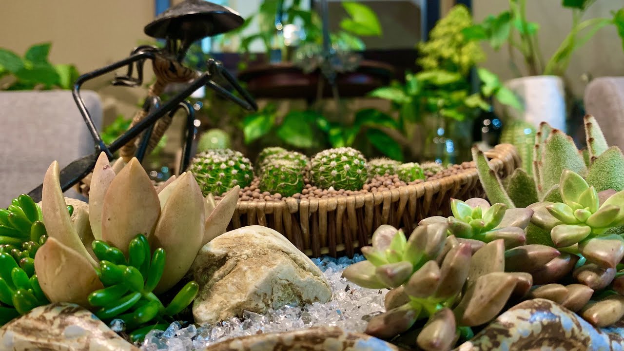 Boatman Watermelon Vendor Succulent and Cacti Arrangement - YouTube