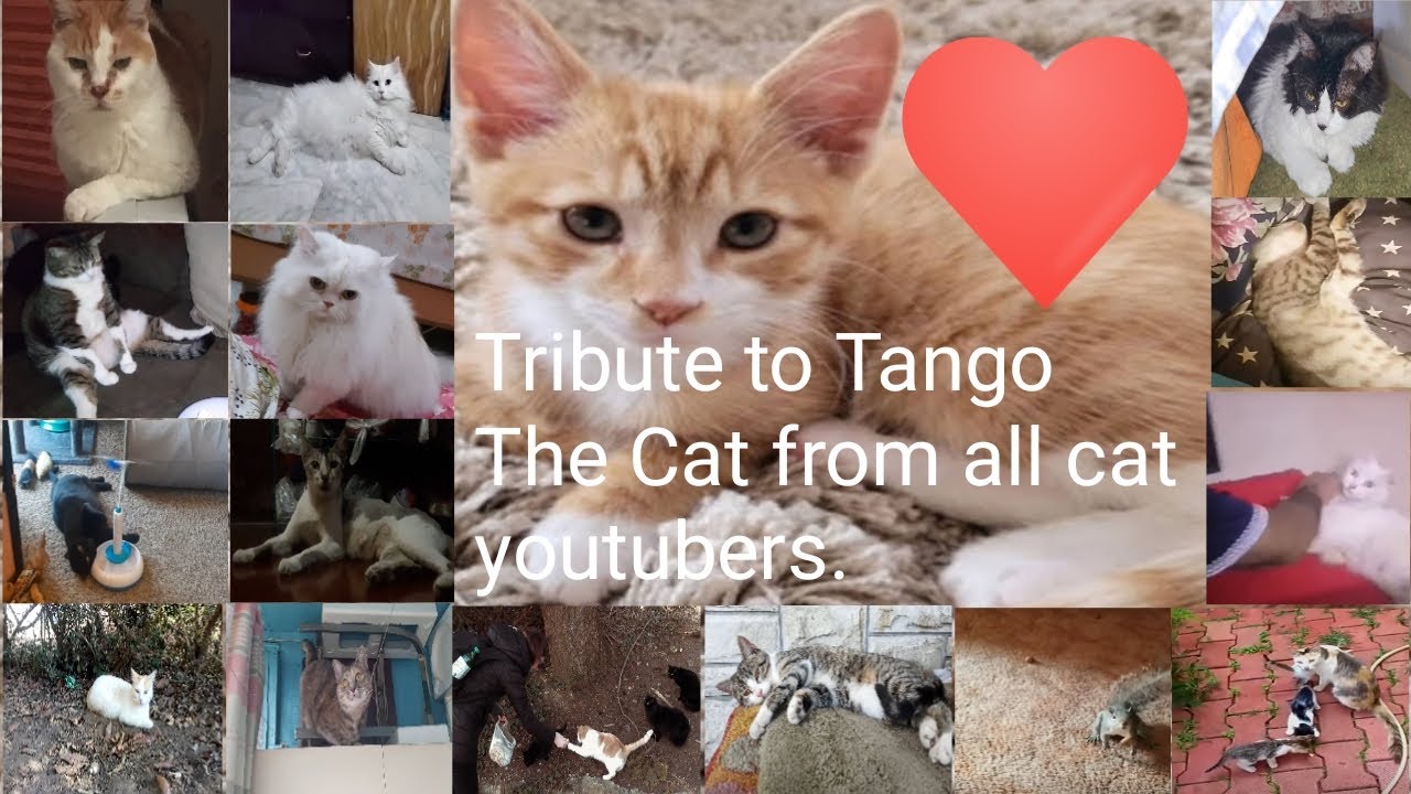Tribute to Tango by cat youtubers,i have mentioned name of cat ...