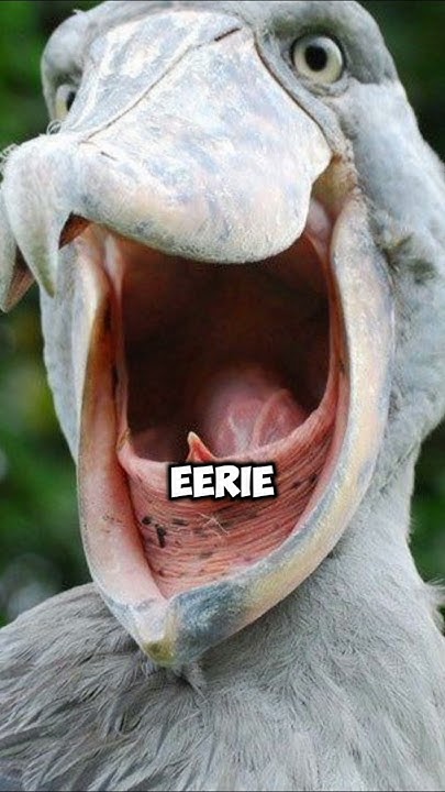 Shoebill Stork: The Prehistoric Bird That Hunts Crocodiles!" - YouTube