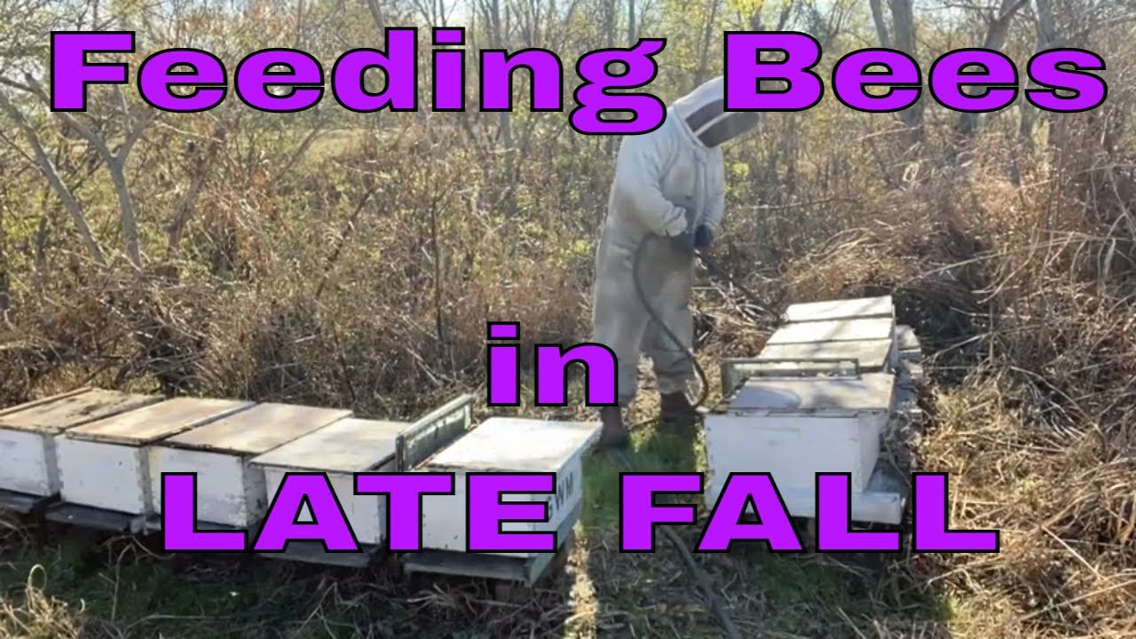 Feeding Bees in Late Fall - YouTube
