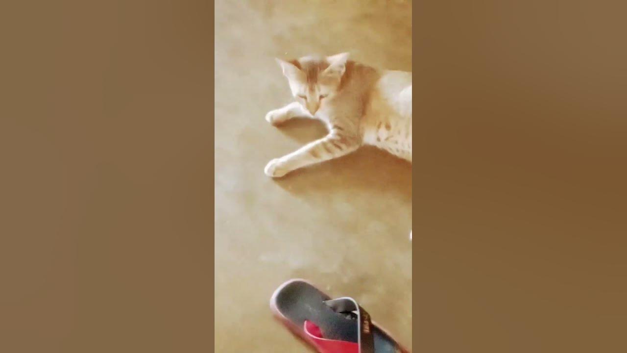 Funny Cats Compilation 2 Funny Cats Youtube