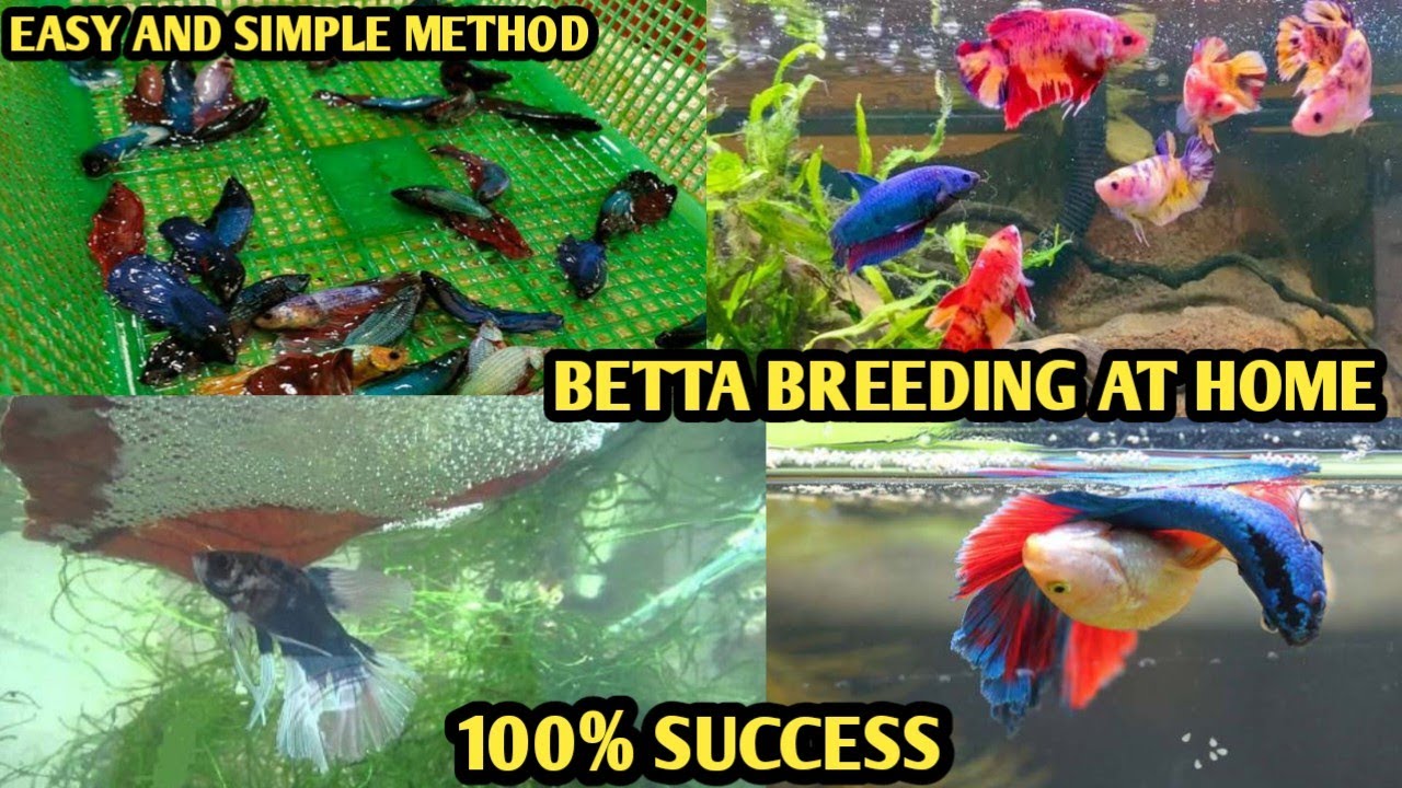 How to breed betta fish at home | easy and simple method 100% success ...