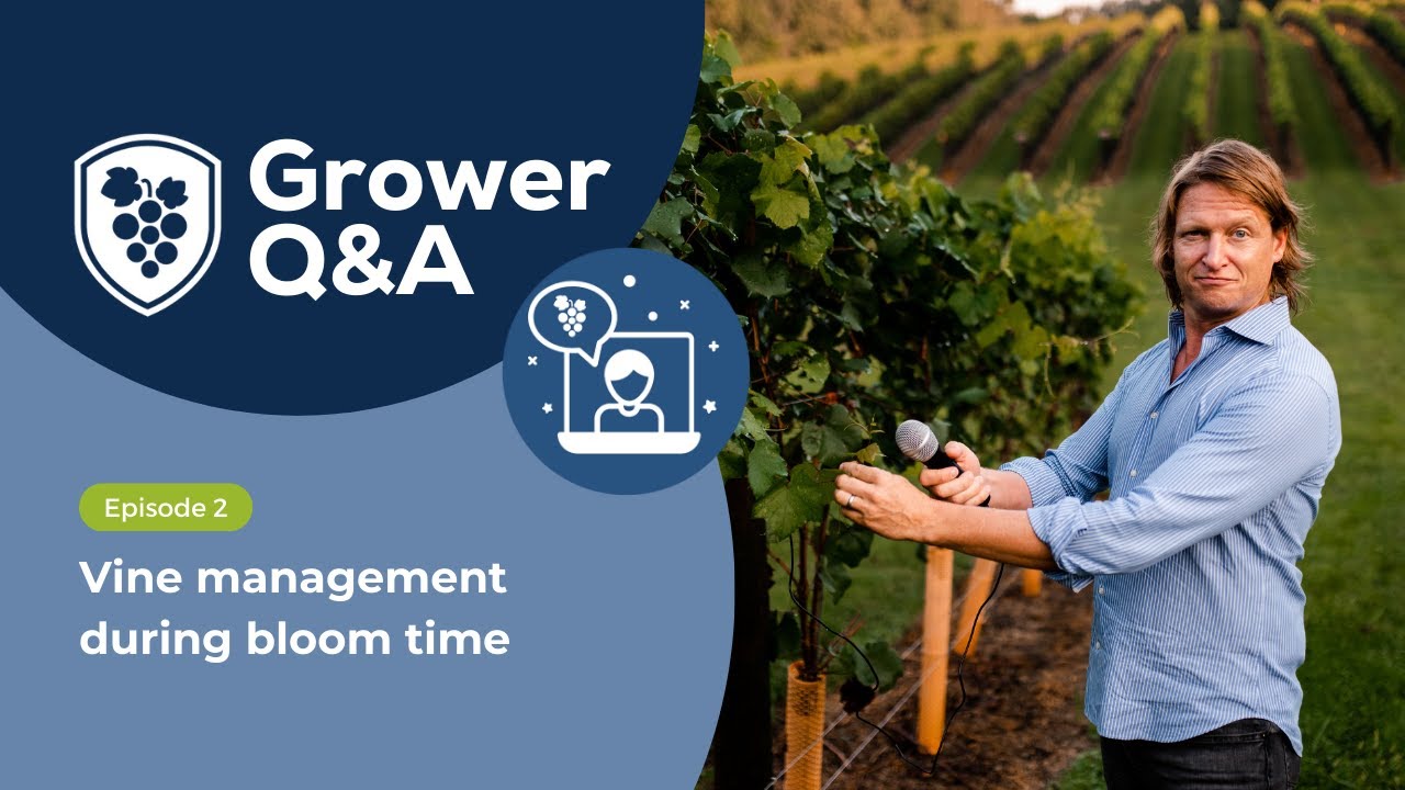 Grower Q&A Episode 2 - Vine management during bloom time and flowering ...