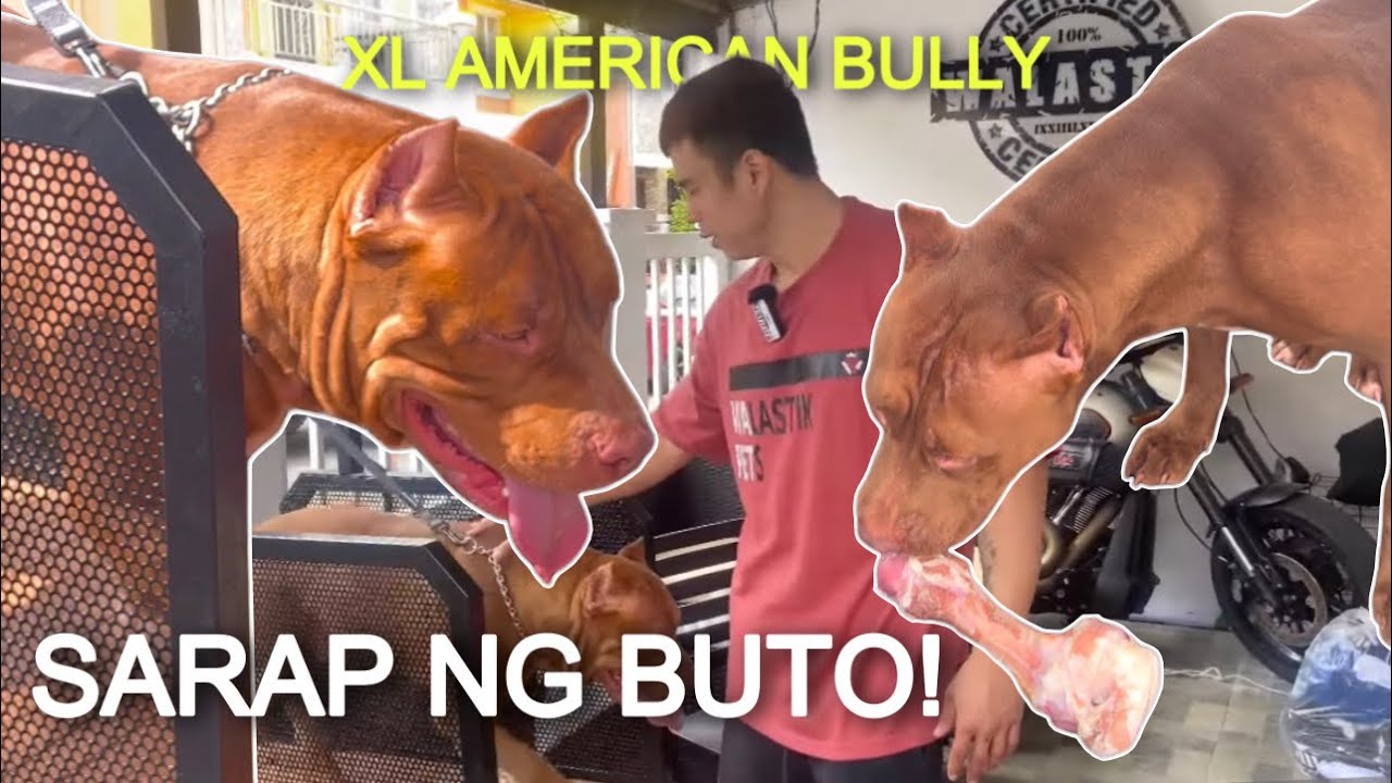 BIG BONE FOR BIG DOG! FEEDING & EXERCISE FOR XL AMERICAN BULLIES • Sam ...