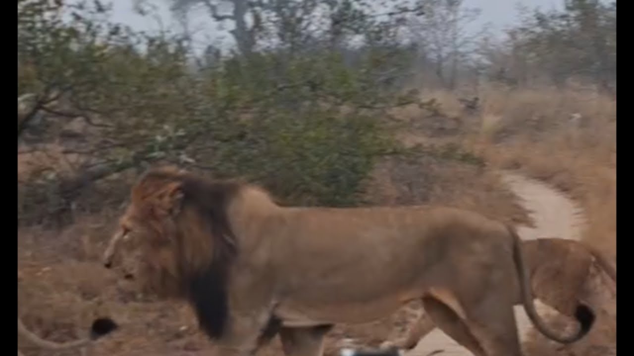 One Eyed Mapoza Male Lion & Monwana Pride on Hunt | 29 May 2024 - YouTube