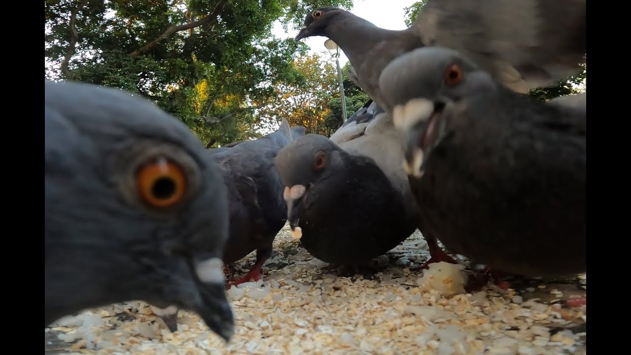 ASMR feeding pigeons & Roosters Close Up - YouTube