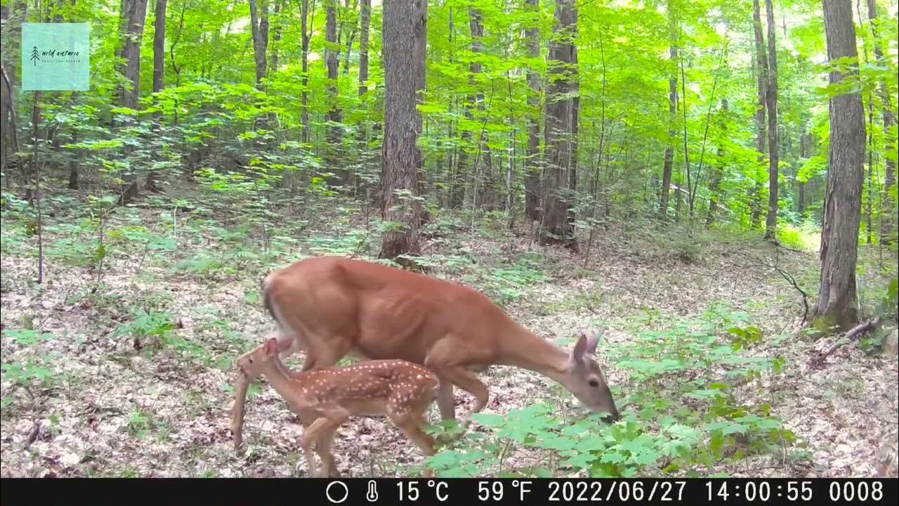Wild Love Doe And Fawn Share Intimate Moment Caught On Trail Cam Near Algonquin Park Ontario