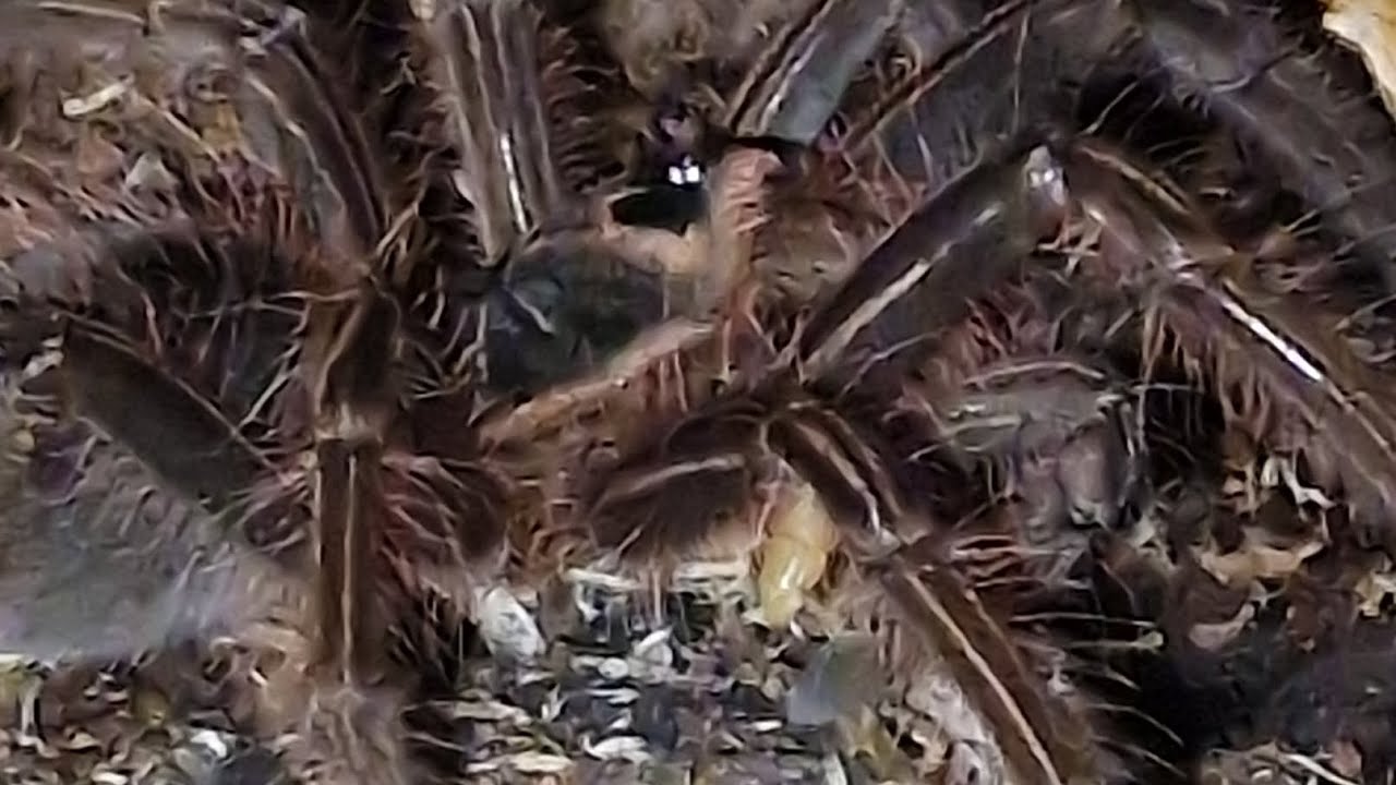 Hungry tarantulas show off there hunting skills! #feeding #beautiful # ...