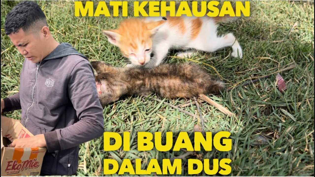 DI BUANG DALAM DUS ANAK KUCING INI MATI KEHAUSAN DIJAGA SODARANYA - YouTube