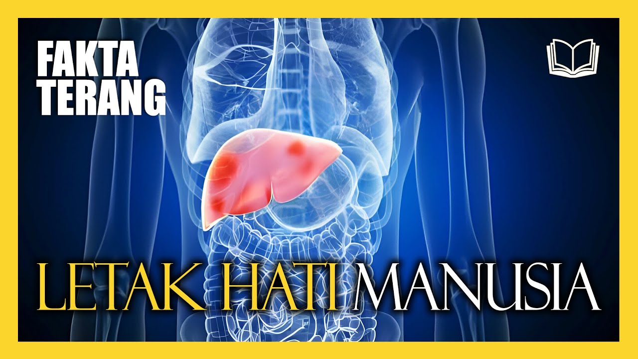 POSISI ORGAN HATI ATAU LIVER PADA MANUSIA - YouTube