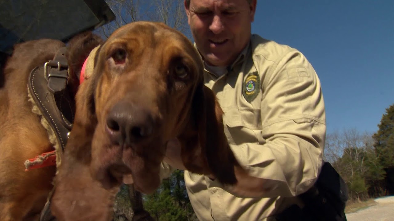 The Chief Ranger and his Bloodhound - YouTube