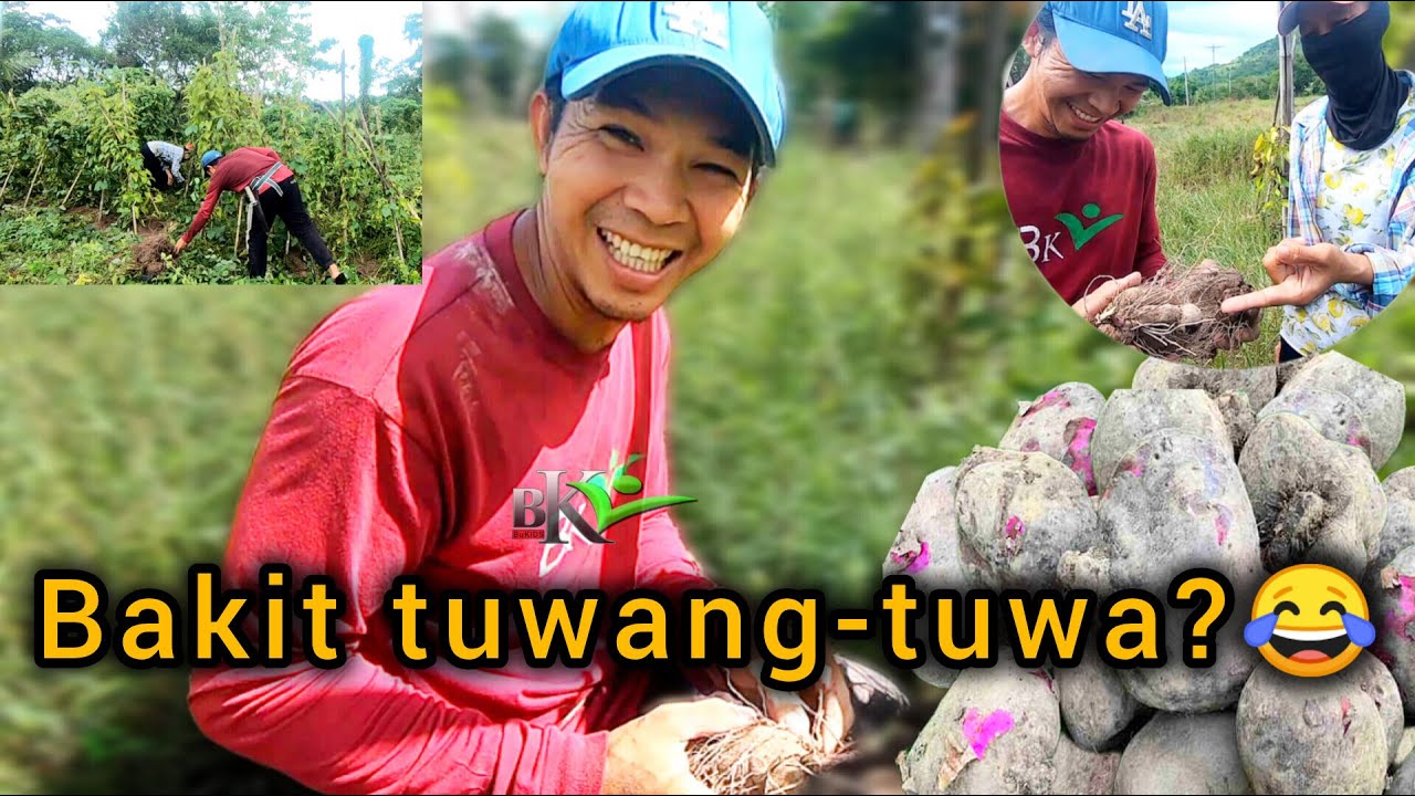 Ep.518- Hinukay na ang lahat ng ube | buhay probinsya | bukids - YouTube