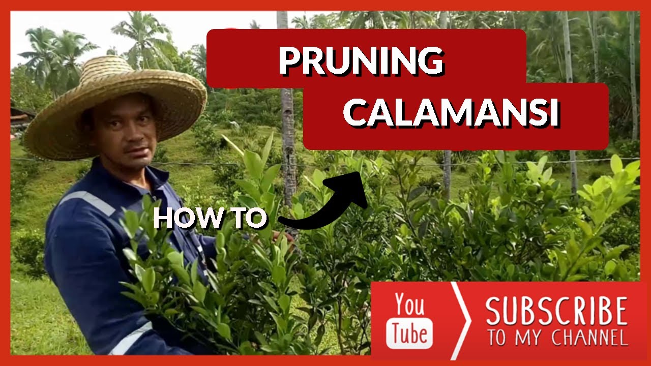 Pruning Calamansi can increase harvest @ Kadz Boer & Nature Farm - YouTube