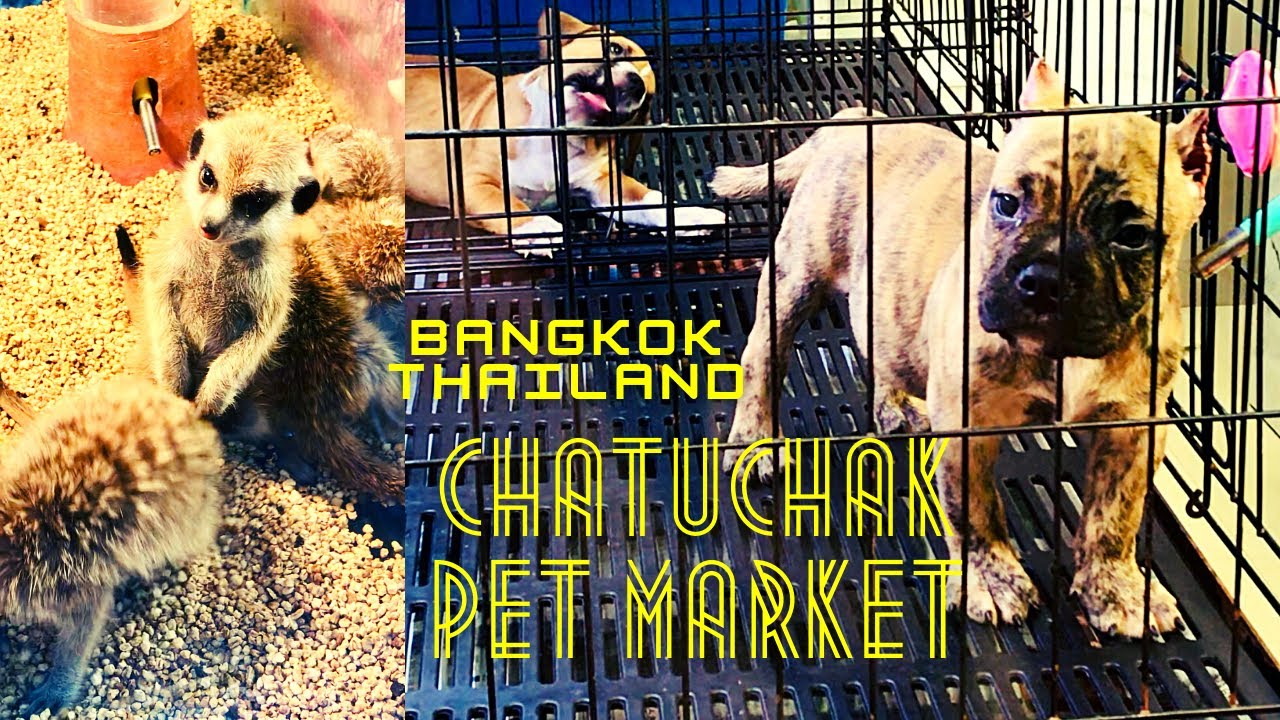 CHATUCHAK PET MARKET BANGKOK THAILAND | ASIA'S LARGEST PET MARKET ...