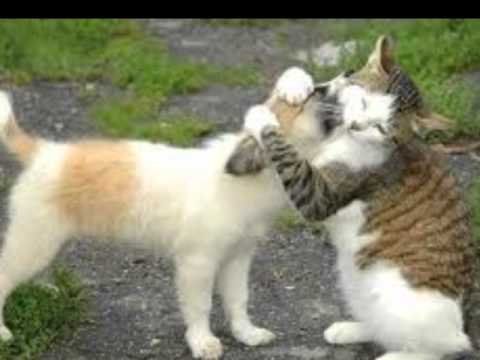 los gatos mas chidos - YouTube