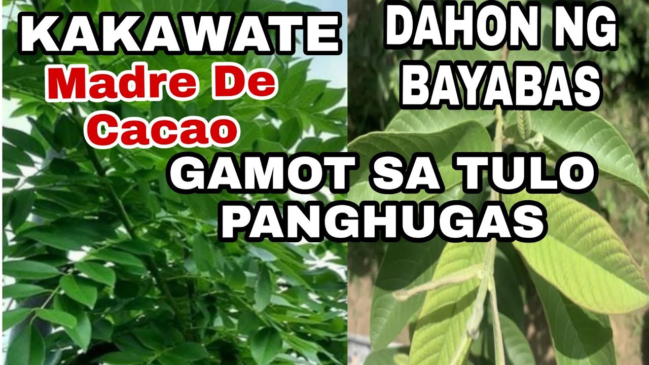 MGA HALAMAN SA GARDEN GAMOT PARA SA #TULO - YouTube